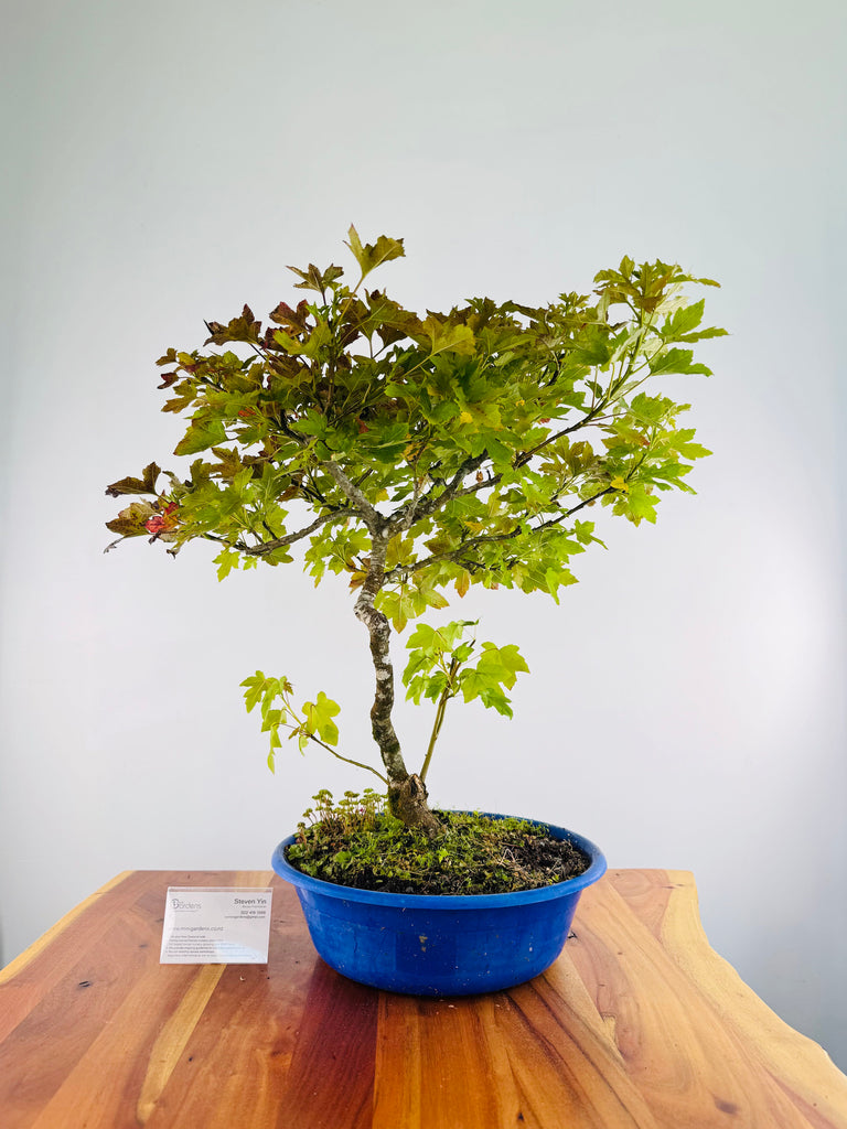 Liquidambar 'Little Richard' #2 – MiniGardens Bonsai NZ