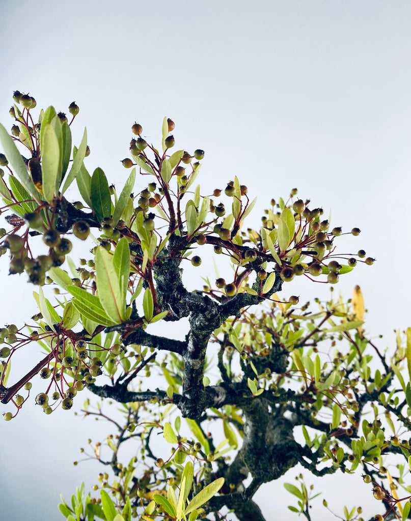 Pyracantha Twisty Trunk Minigardens Bonsai Nz
