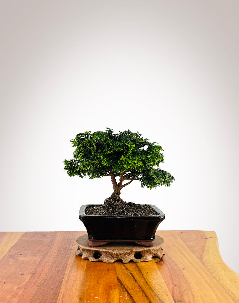 Japanese Cypress (XS000) – MiniGardens Bonsai NZ