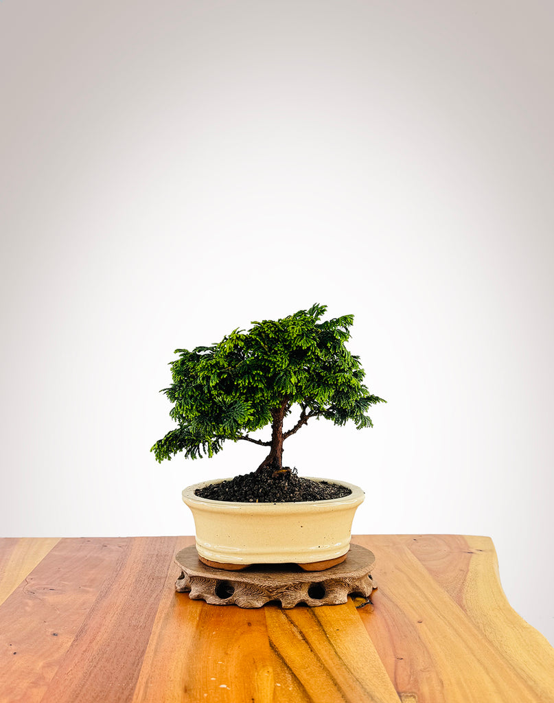 Japanese Cypress (XS003) – MiniGardens Bonsai NZ