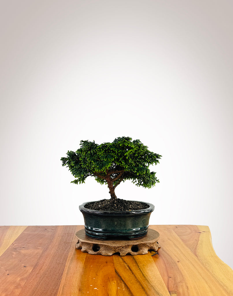 Japanese Cypress (XS013) – MiniGardens Bonsai NZ