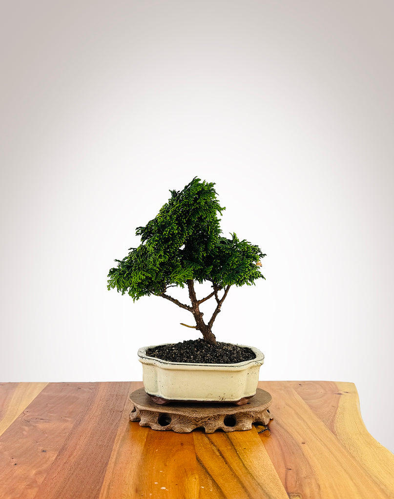 Japanese Cypress (XS020) – MiniGardens Bonsai NZ