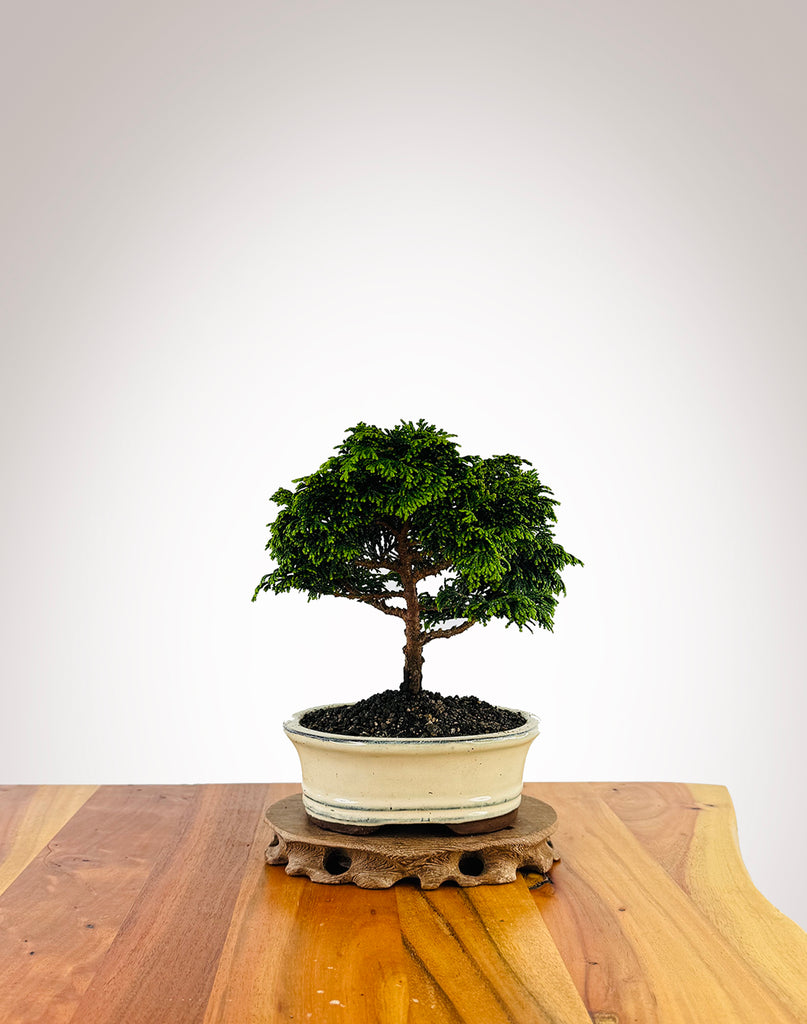 Japanese Cypress (XS021) – MiniGardens Bonsai NZ