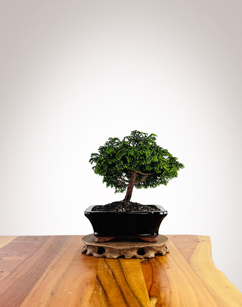 Japanese Cypress (XS037) – MiniGardens Bonsai NZ