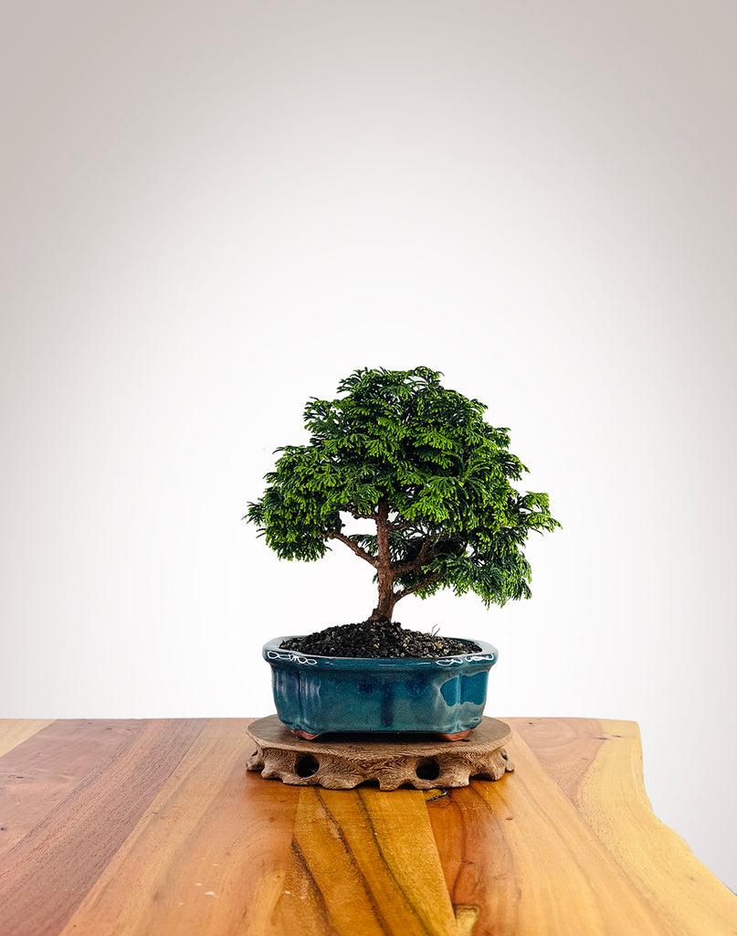 Japanese Cypress (XS040) – MiniGardens Bonsai NZ