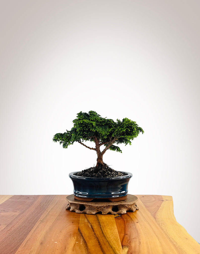 Japanese Cypress (XS050) – MiniGardens Bonsai NZ