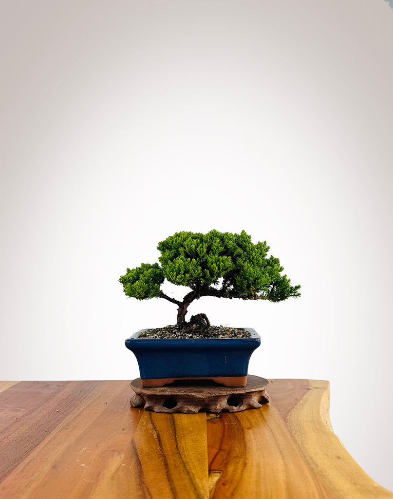 Japanese Juniper 2025X027 – MiniGardens Bonsai NZ