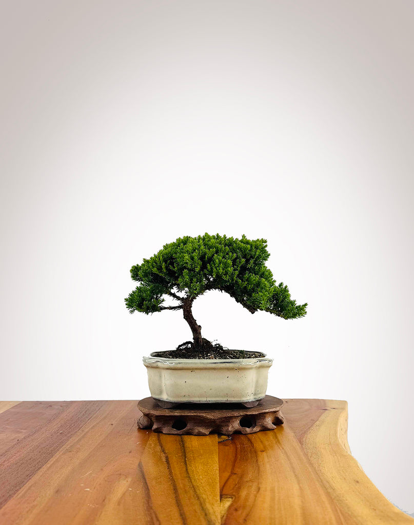 Japanese Juniper 2025X028 – MiniGardens Bonsai NZ