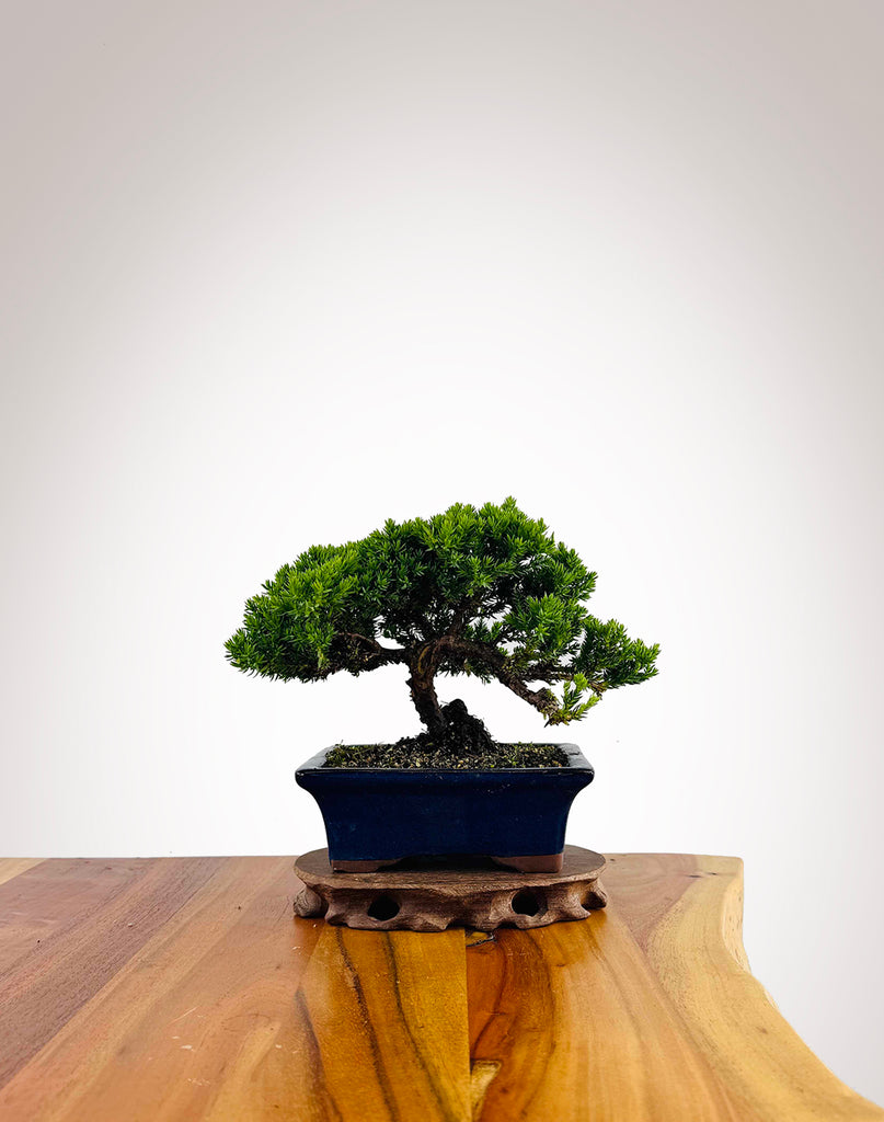 Japanese Juniper 2025X032 – MiniGardens Bonsai NZ