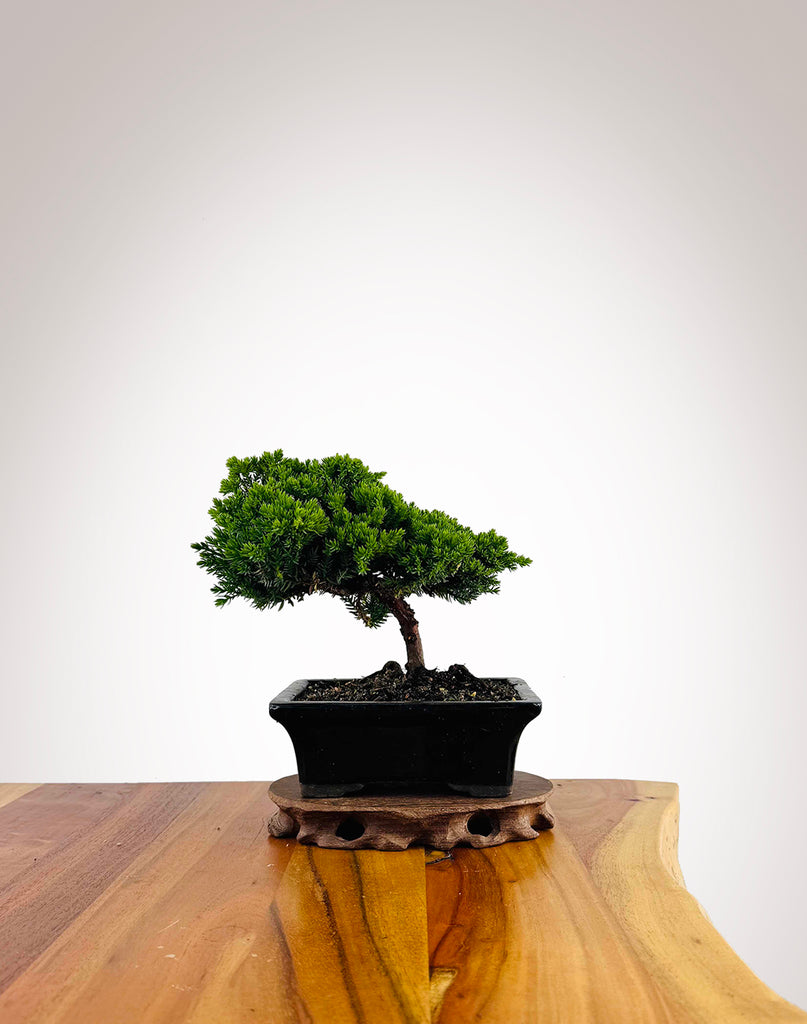 Japanese Juniper 2025X034 – MiniGardens Bonsai NZ