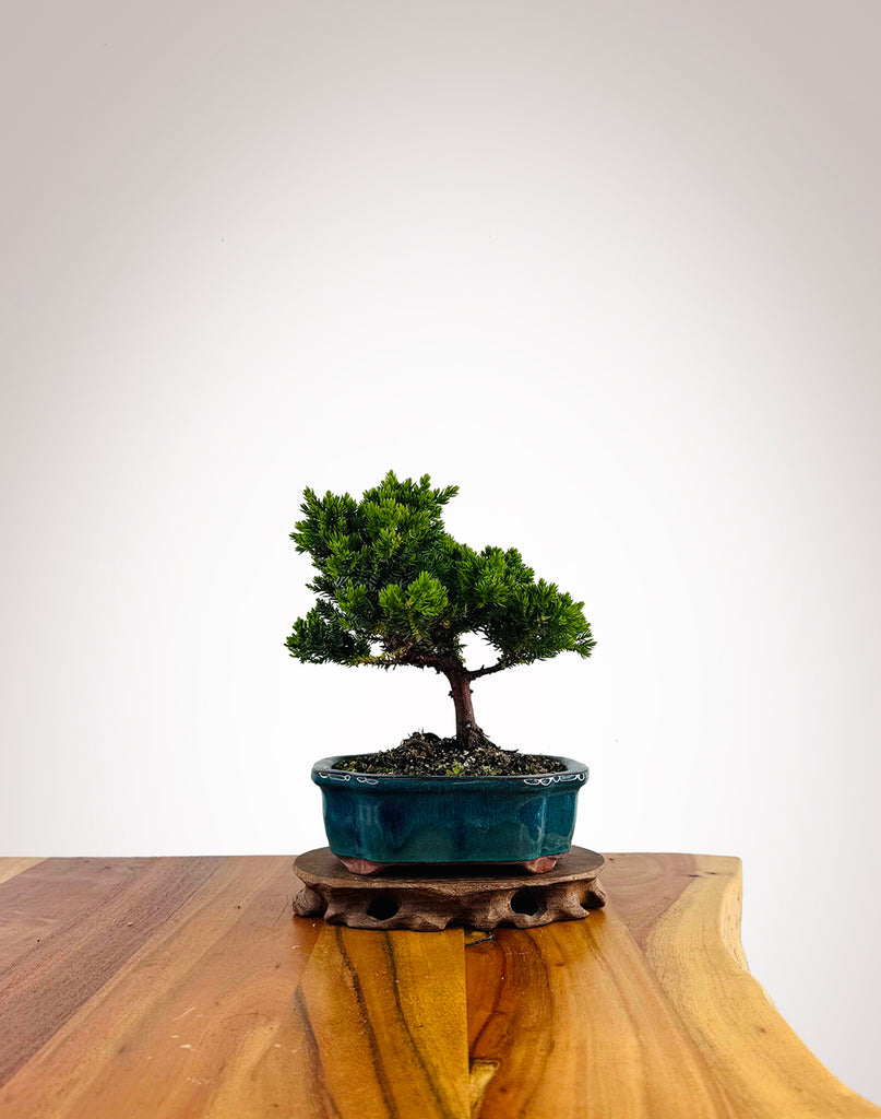 Japanese Juniper 2025X038 – MiniGardens Bonsai NZ