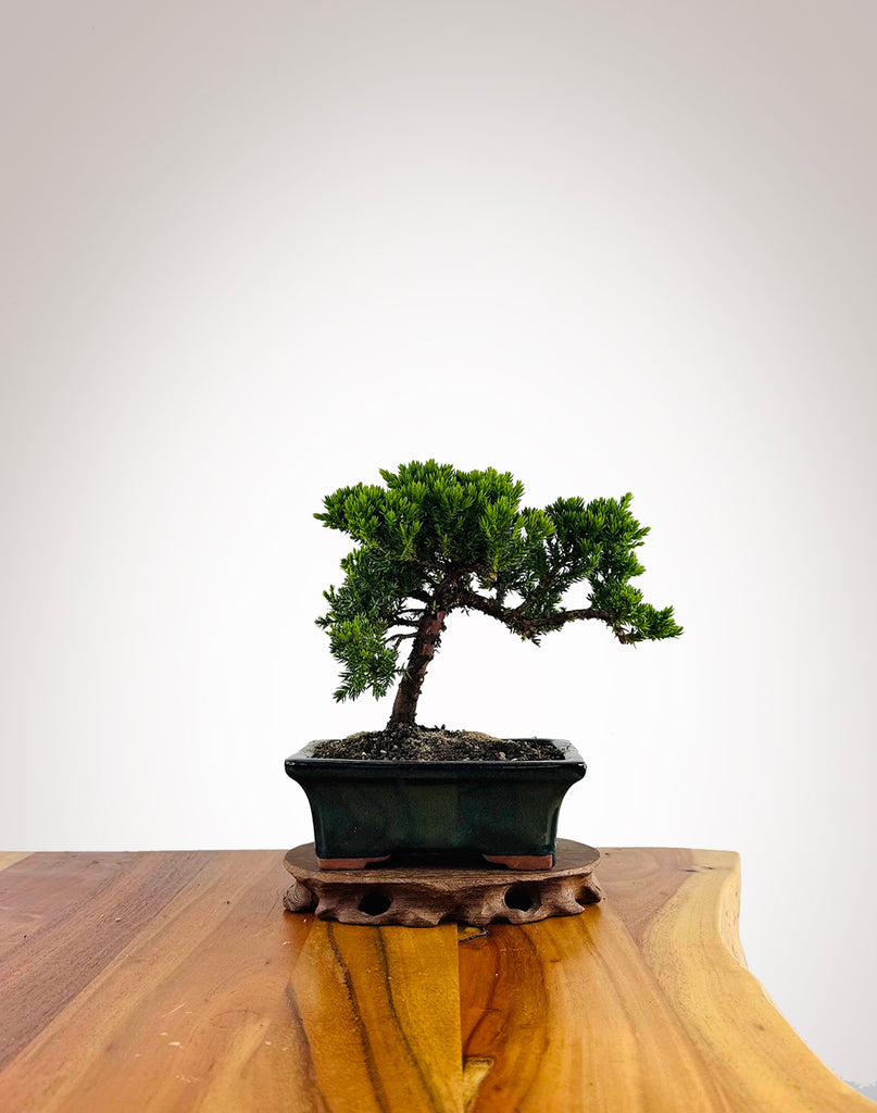 Japanese Juniper 2025X046 – MiniGardens Bonsai NZ