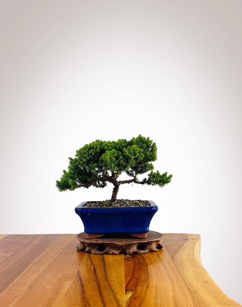Japanese Juniper 2025X053 – MiniGardens Bonsai NZ