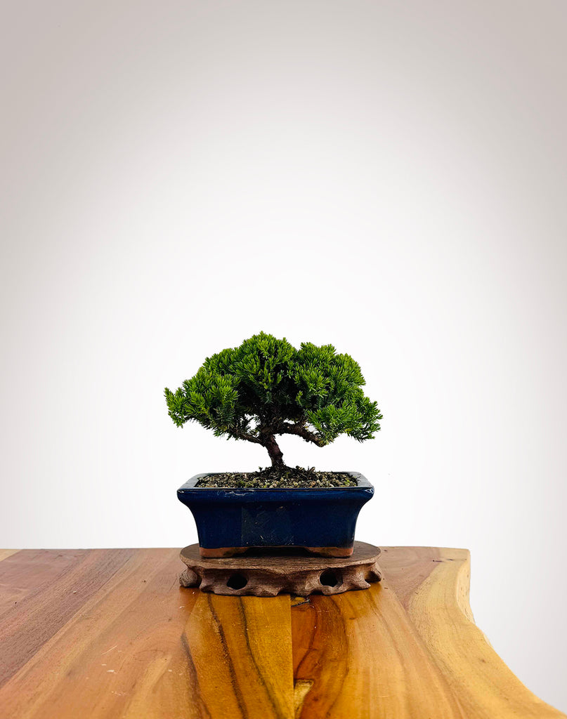 Japanese Juniper 2025X056 – MiniGardens Bonsai NZ