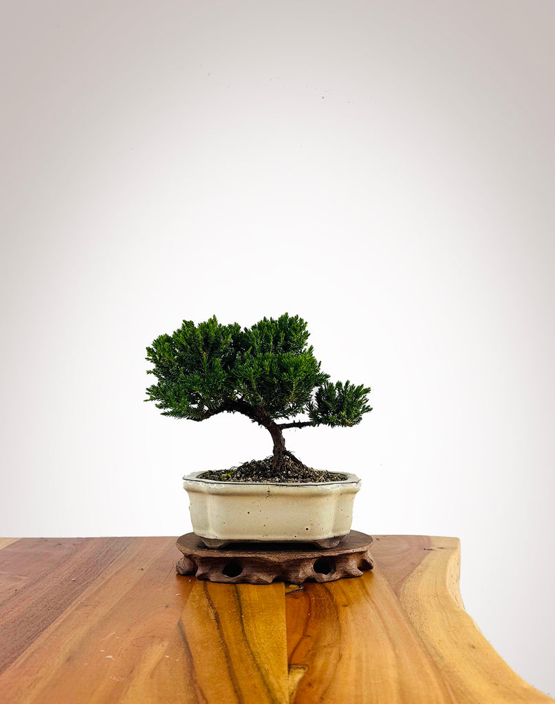 Japanese Juniper 2025X060 – MiniGardens Bonsai NZ