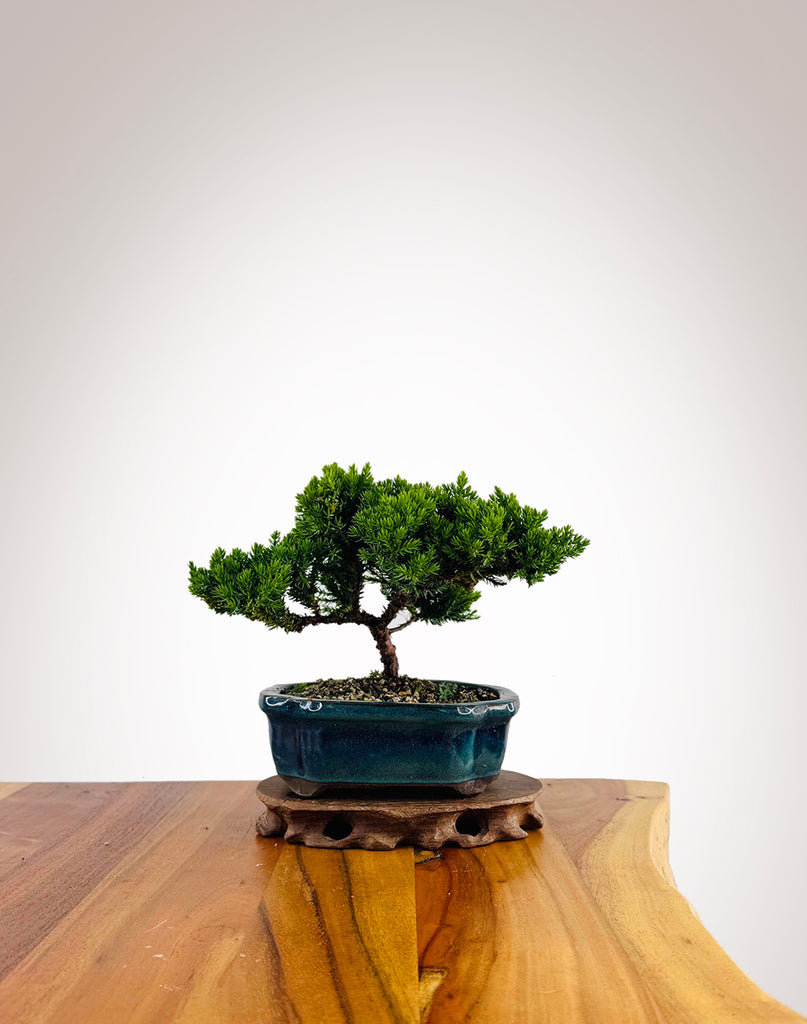 Japanese Juniper 2025X061 – MiniGardens Bonsai NZ