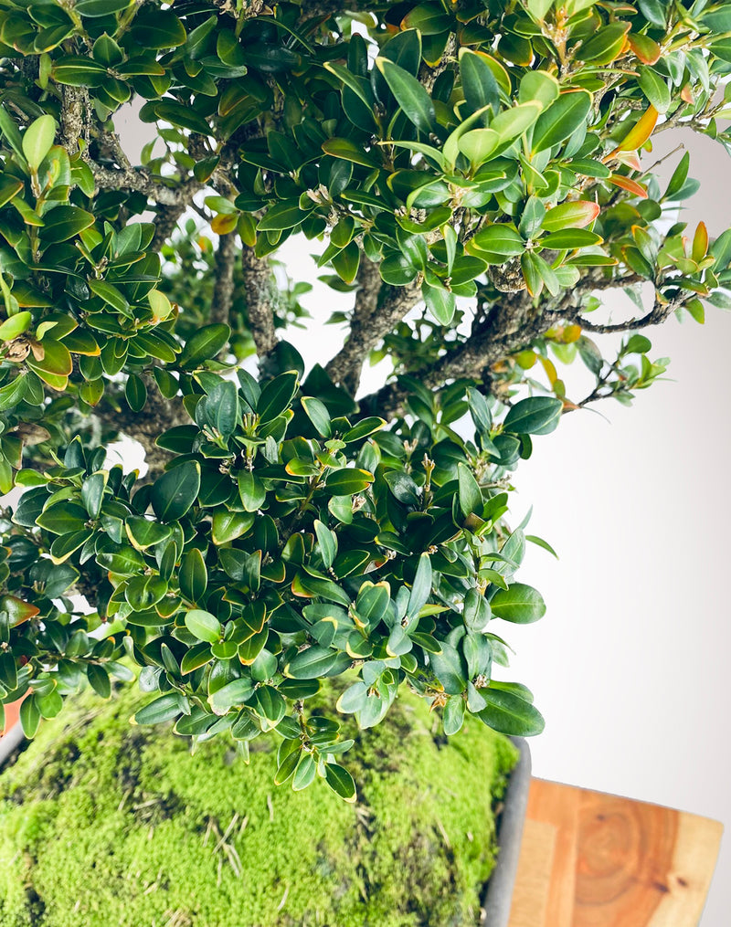 CHINESE BOXWOOD – MiniGardens Bonsai NZ