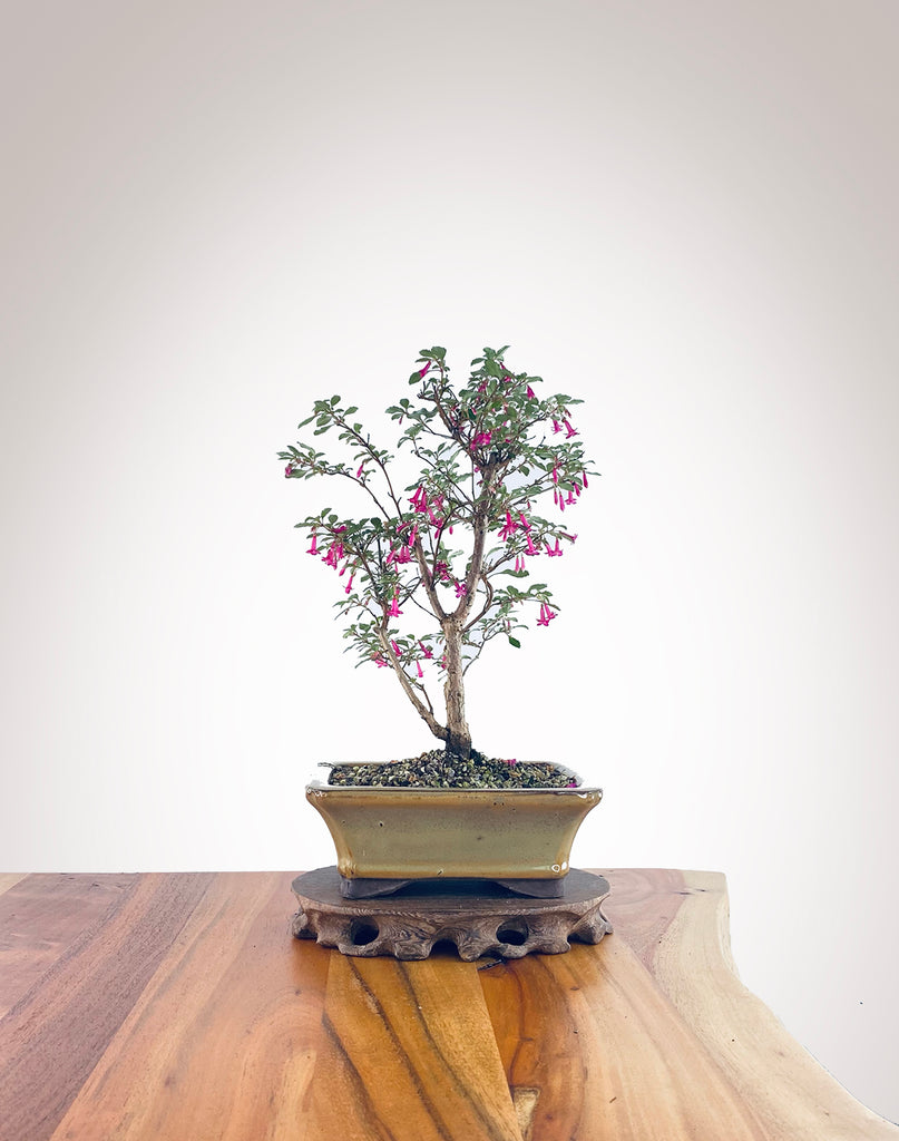 Fuchsia (FU2305002) – MiniGardens Bonsai NZ