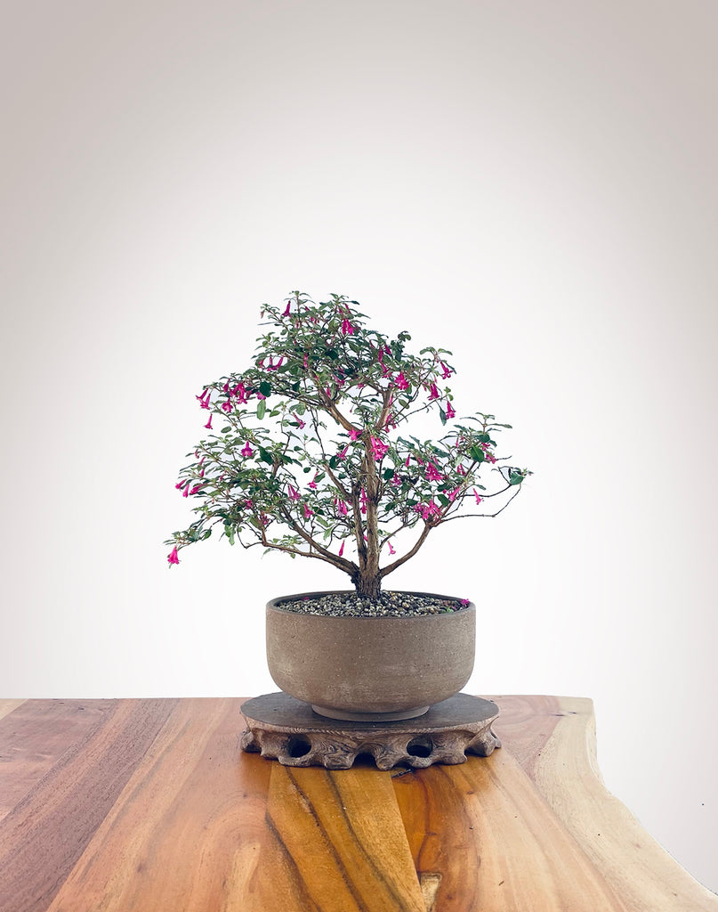 Fuchsia (FU2305007) – MiniGardens Bonsai NZ