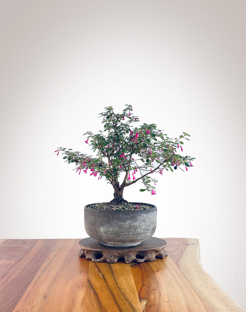 Fuchsia (FU2305008) – MiniGardens Bonsai NZ