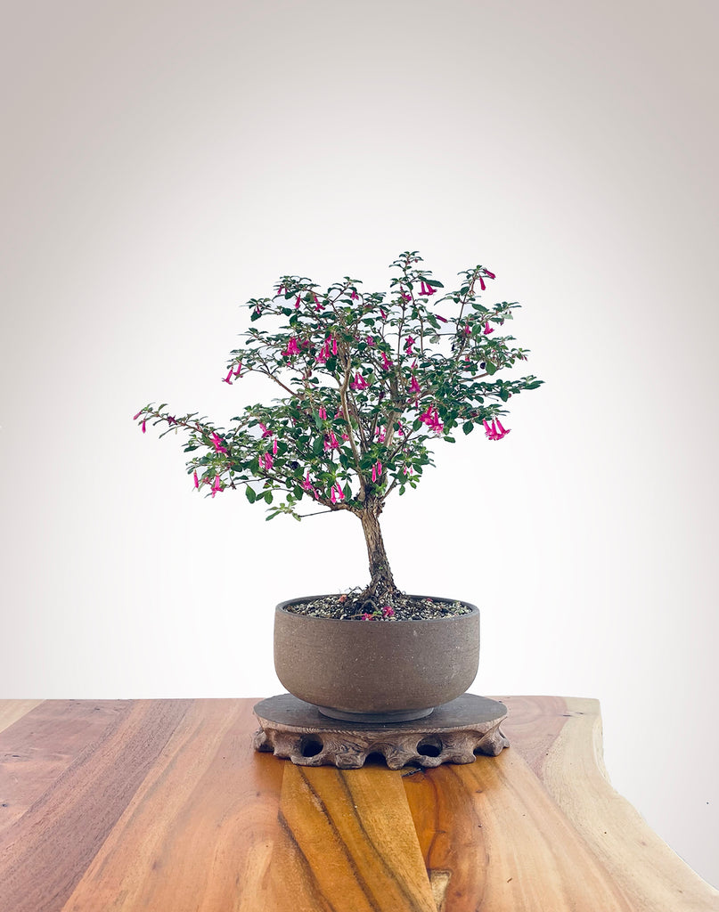 Fuchsia (FU2305010) – MiniGardens Bonsai NZ