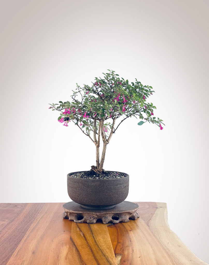 Fuchsia (FU2305011) – MiniGardens Bonsai NZ