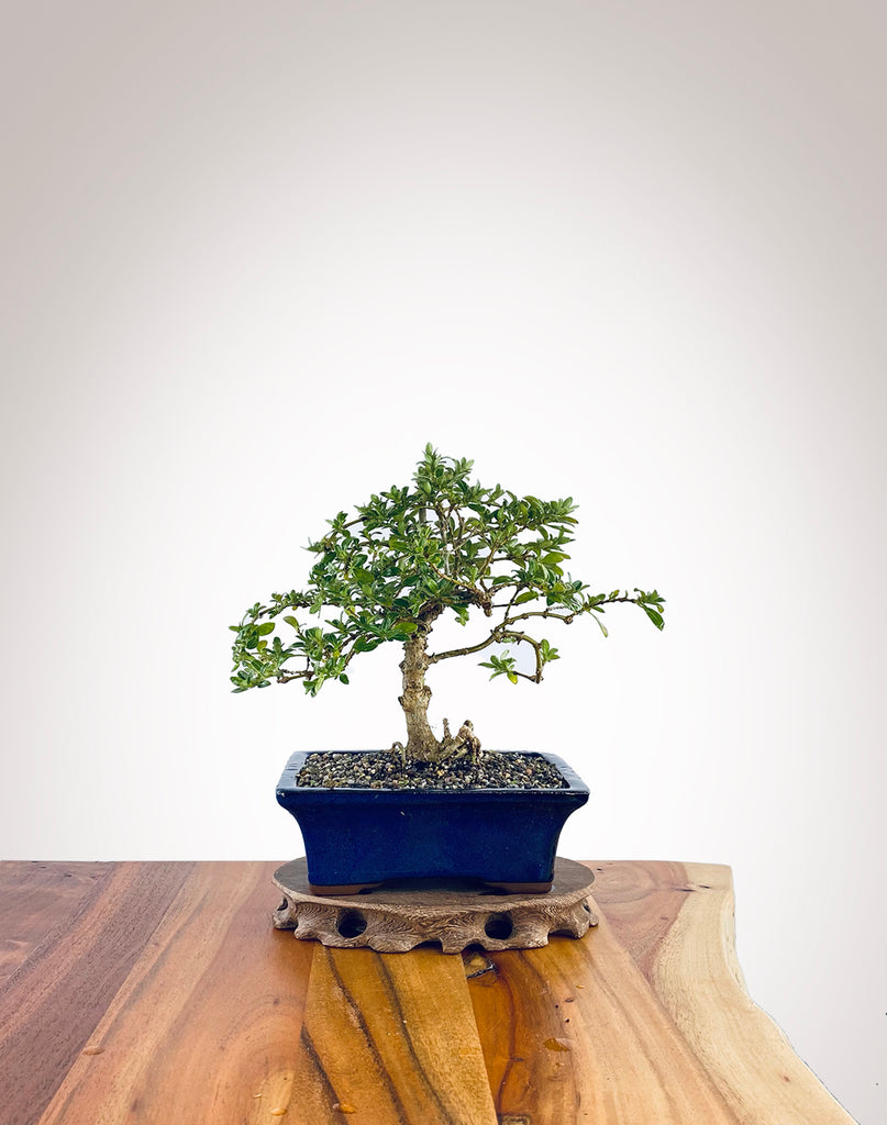 Mirror Tree (MT2308002) – MiniGardens Bonsai NZ