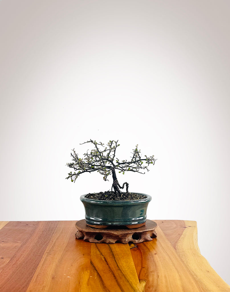 Corokia - NZ Native (2501003) – MiniGardens Bonsai NZ