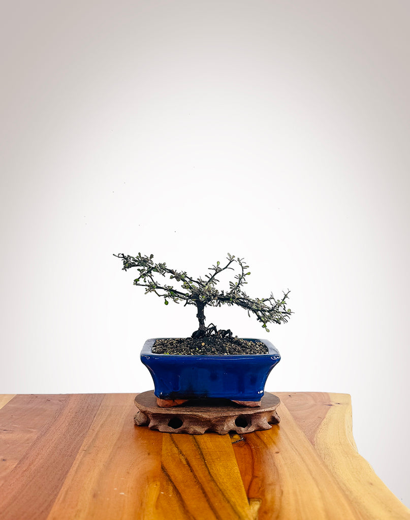 Corokia - NZ Native (2501006) – MiniGardens Bonsai NZ