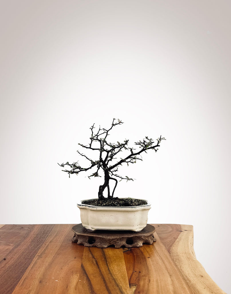 Corokia - NZ Native (25020010) – MiniGardens Bonsai NZ