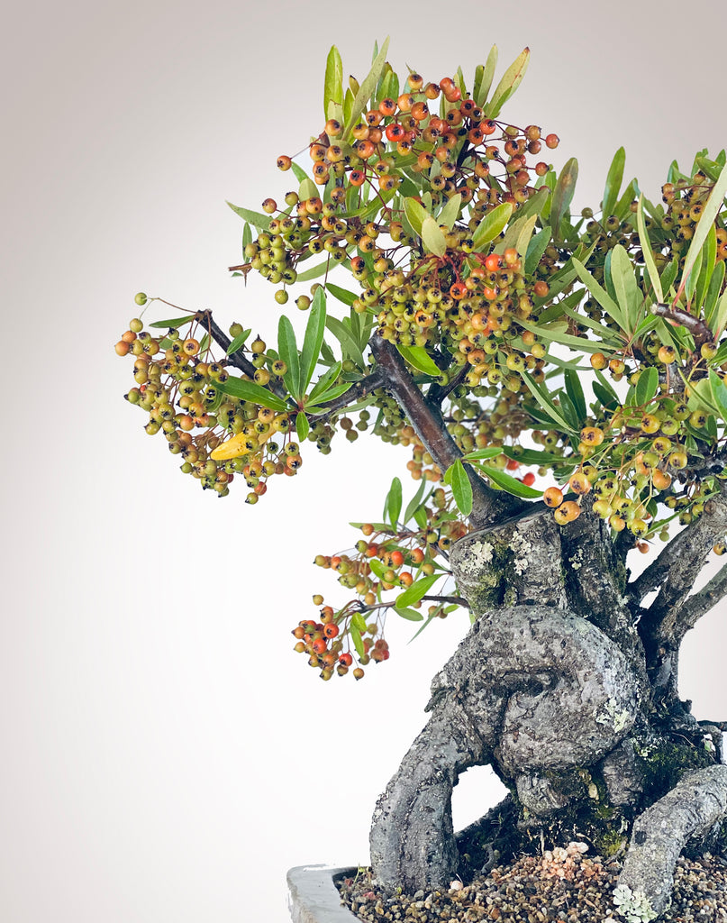 Firethorn 24042 – MiniGardens Bonsai NZ