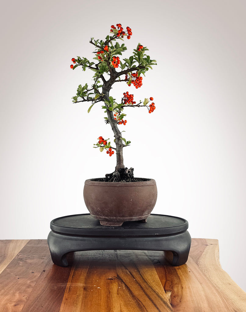 Firethorn (FT2502002) – MiniGardens Bonsai NZ