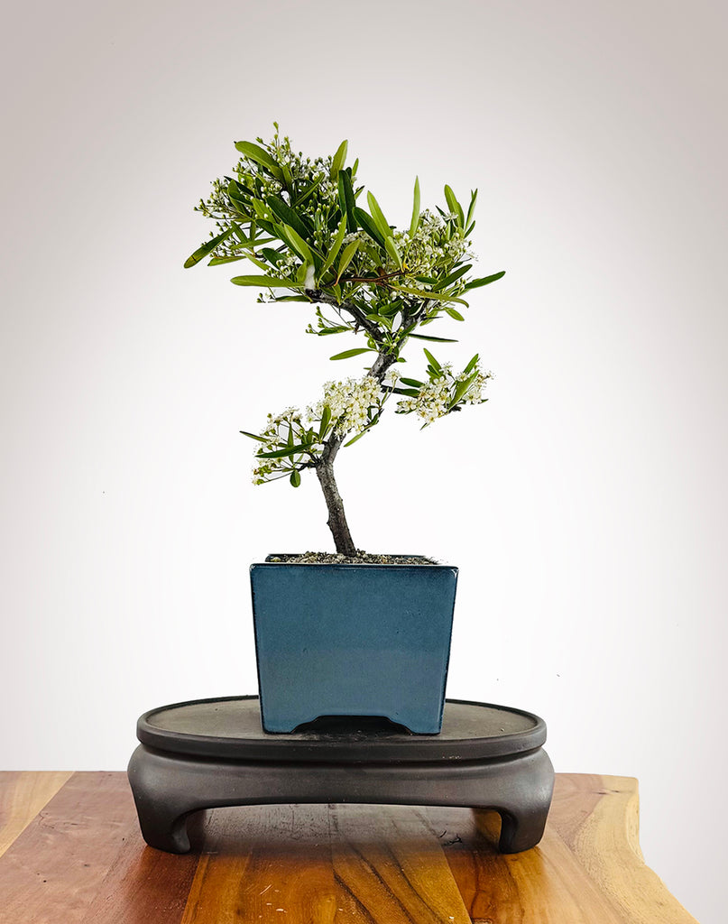 Firethorn (FT2511003) – MiniGardens Bonsai NZ