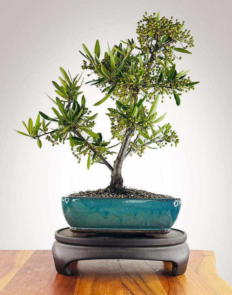 Firethorn (FT2602004) – MiniGardens Bonsai NZ