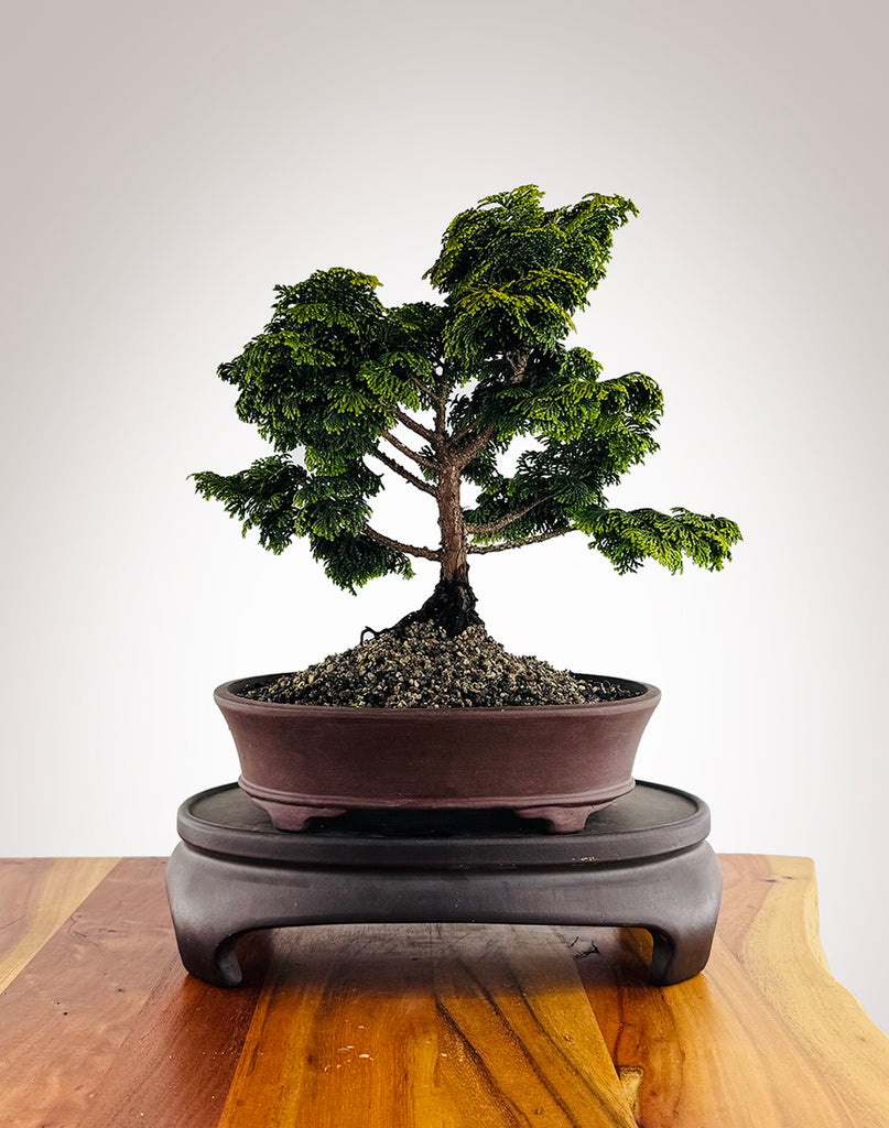 Japanese Cypress (HC2412001) – MiniGardens Bonsai NZ