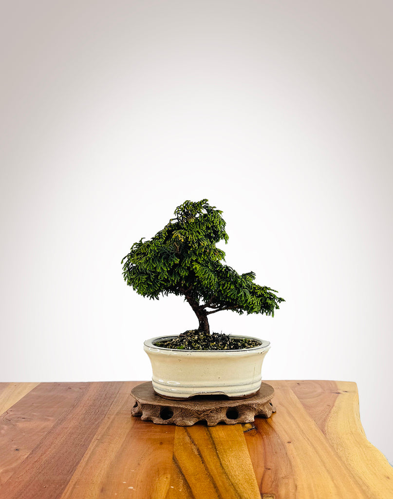 Japanese Cypress (HC25010010) – MiniGardens Bonsai NZ