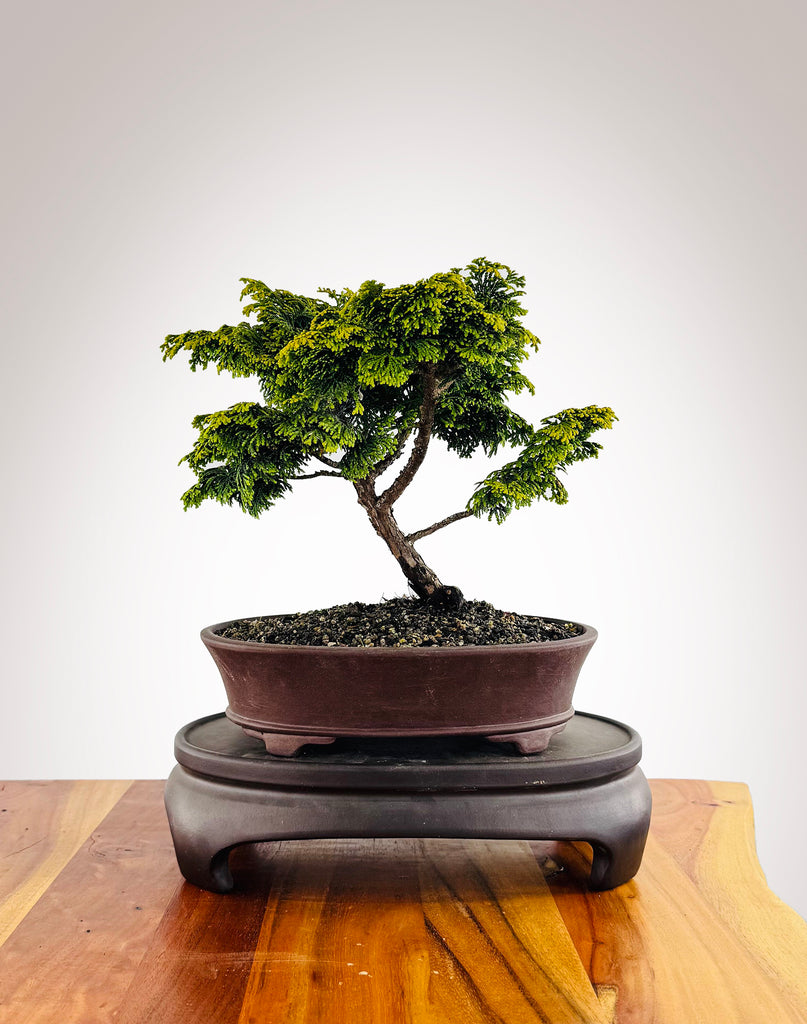 Japanese Cypress (HC25010001) – MiniGardens Bonsai NZ