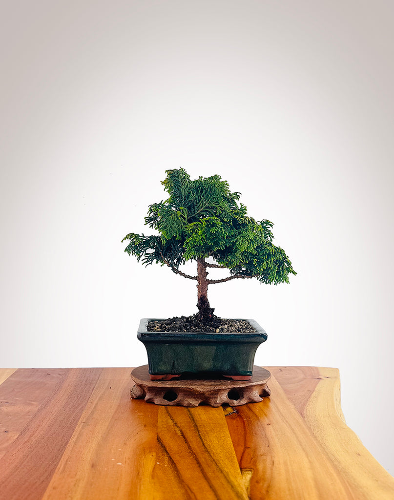 Japanese Cypress (HC2501029) – MiniGardens Bonsai NZ