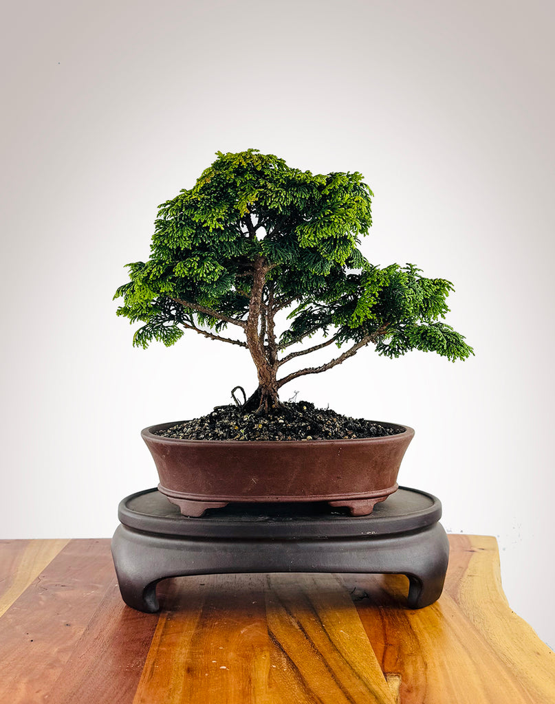 Japanese Cypress (HC25040003) – MiniGardens Bonsai NZ