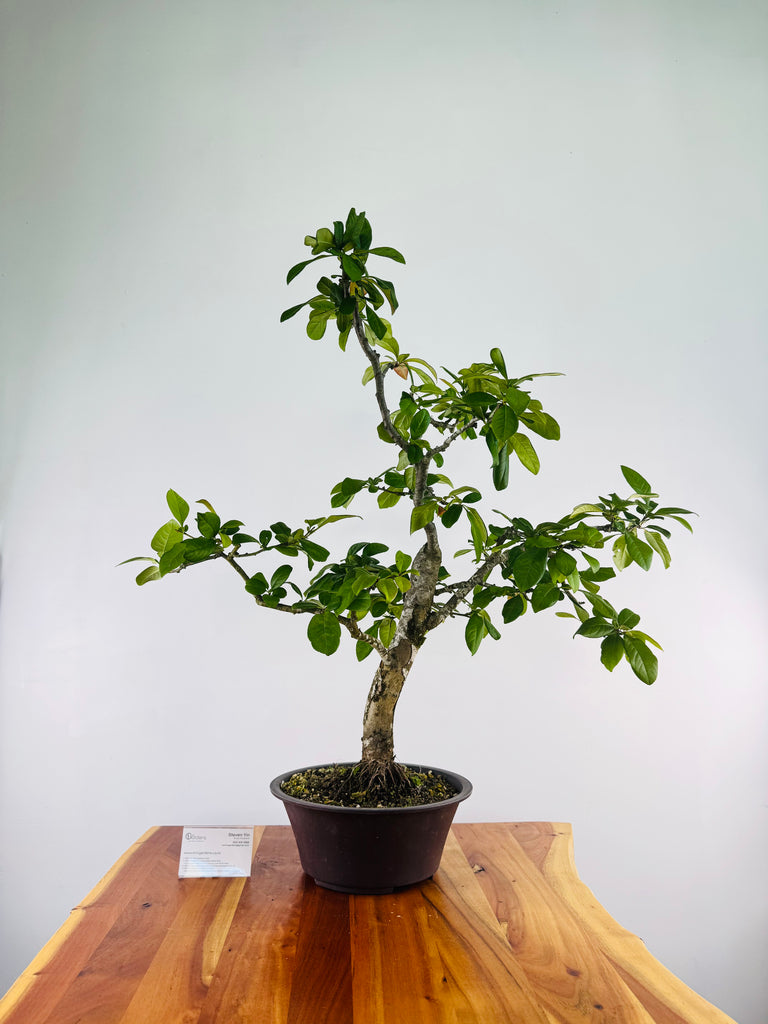 Quince – MiniGardens Bonsai NZ