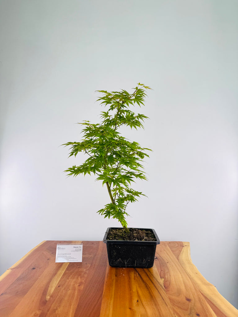 Japanese Maple – MiniGardens Bonsai NZ