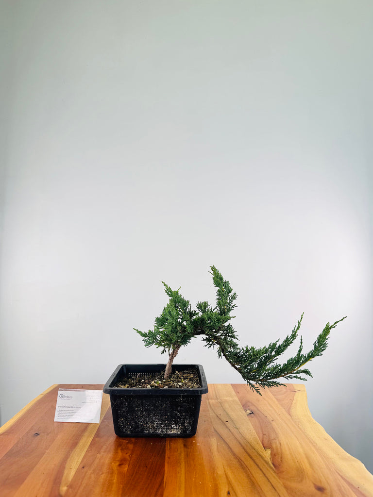 Chinese Blue Juniper – MiniGardens Bonsai NZ