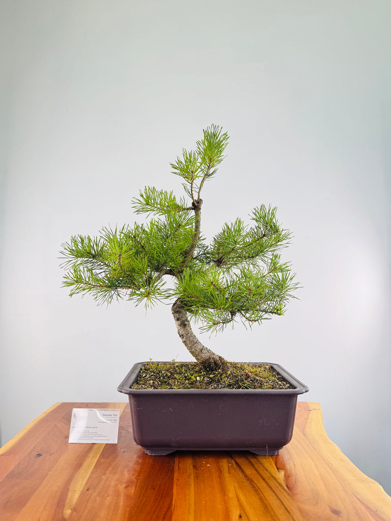 Scots Pine (Pretrained) – MiniGardens Bonsai NZ
