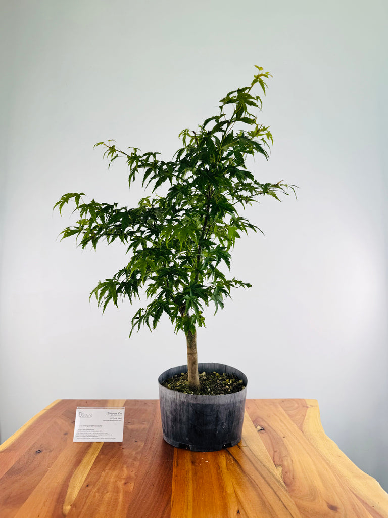 Japanese Maple – MiniGardens Bonsai NZ