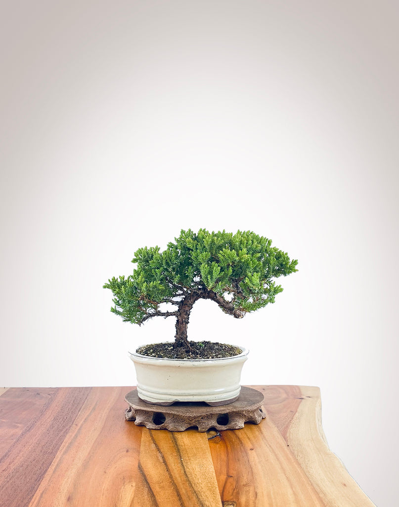 Japanese Juniper (JJ2311015) – MiniGardens Bonsai NZ