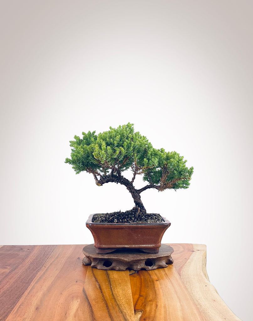 Japanese Juniper (JJ2402022) – MiniGardens Bonsai NZ