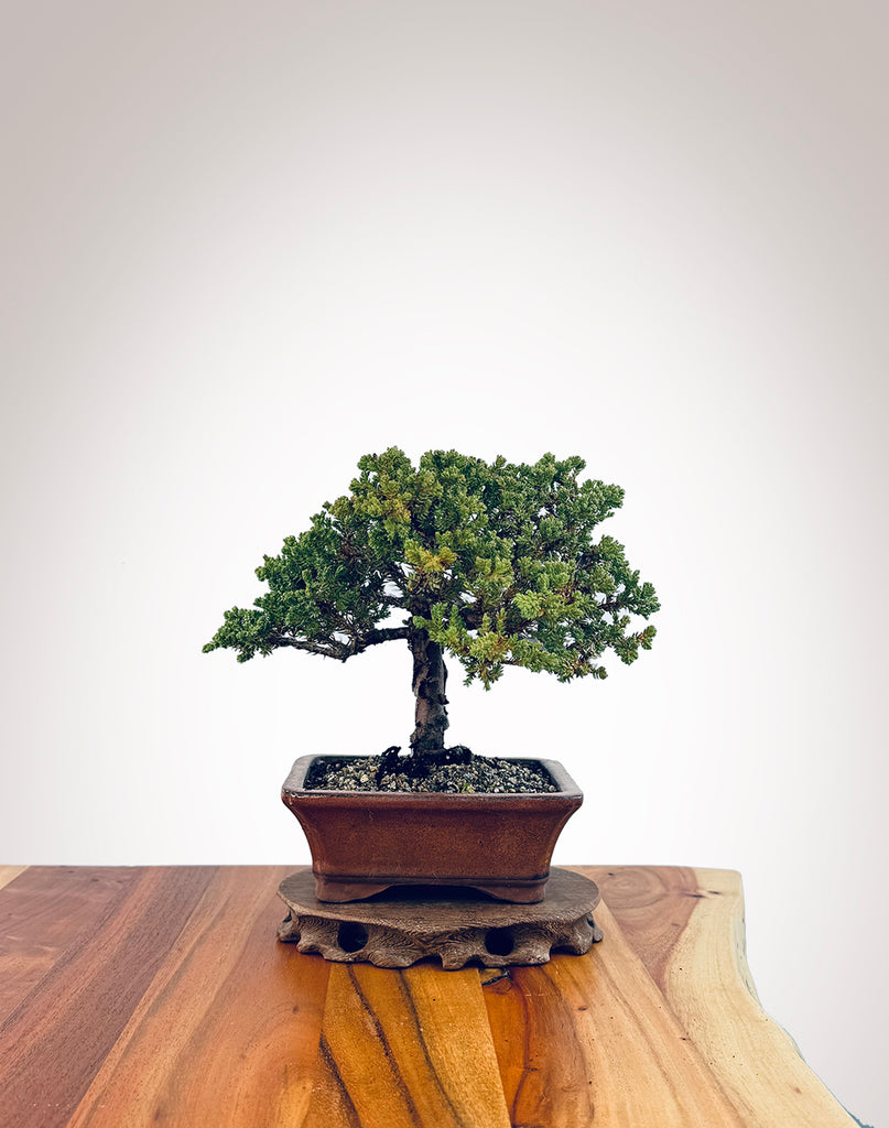 Japanese Juniper (JJ2406027) – MiniGardens Bonsai NZ