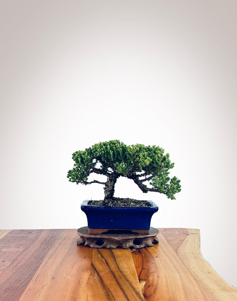 Japanese Juniper (JJ2410019) – MiniGardens Bonsai NZ