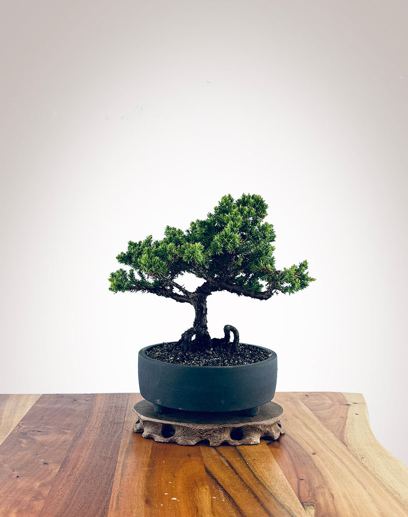 Japanese Juniper (JJ2411004) – MiniGardens Bonsai NZ