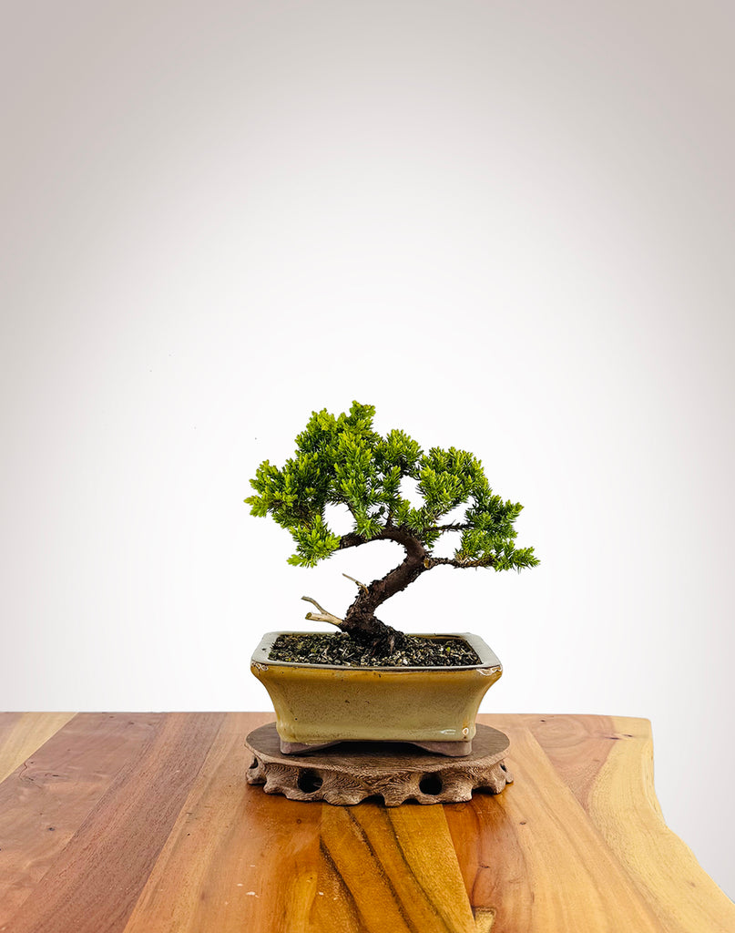Japanese Juniper (JJ2411024) – MiniGardens Bonsai NZ
